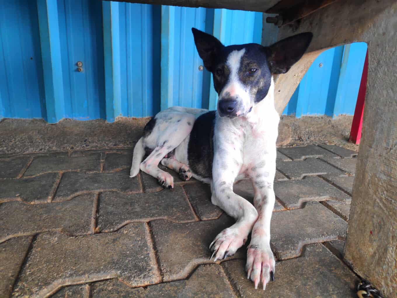 Sponsor a Dog | Virtually adopt a rescued dog